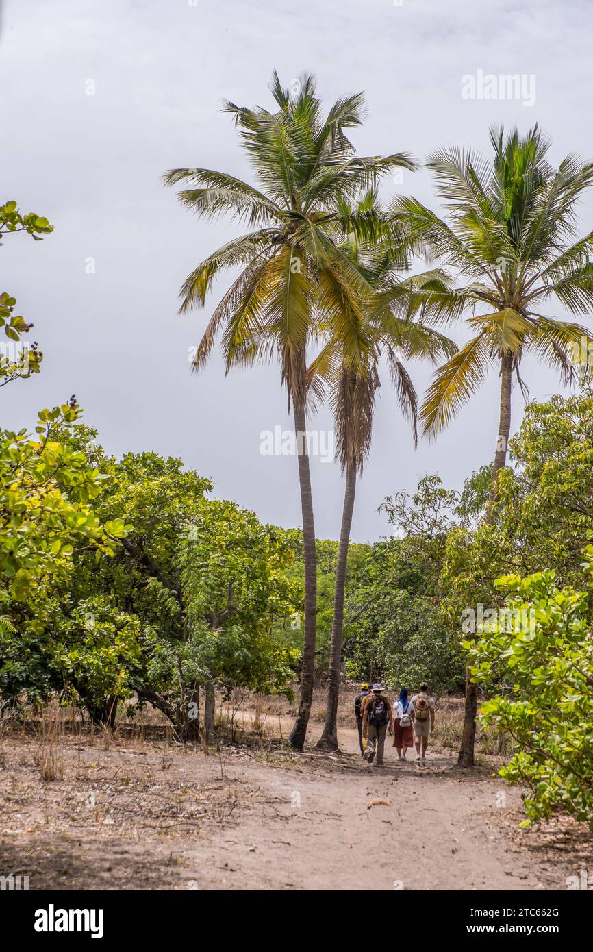 Landscape with palm trees on the island of Sipo in the Sine-Saloum ...