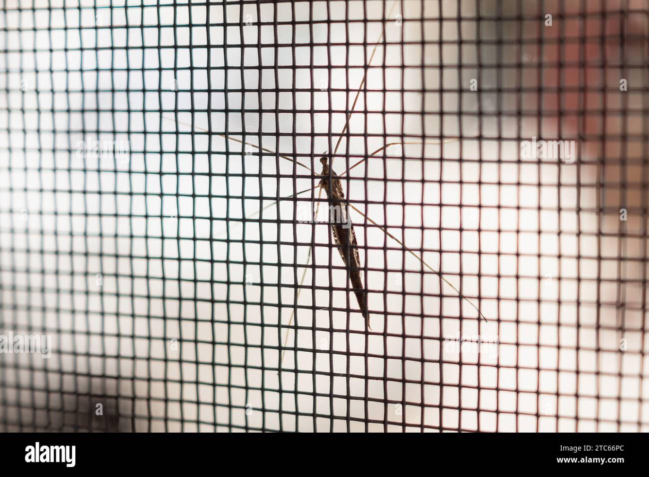 mosquito net wire screen on house window protection against insect ...