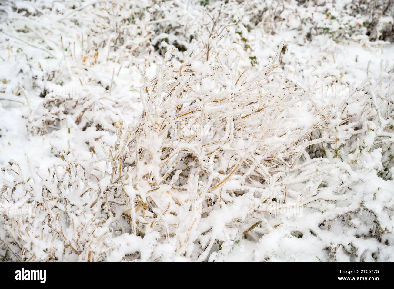 Branches covered with a crust of ice after icy rain. Natural disaster ...