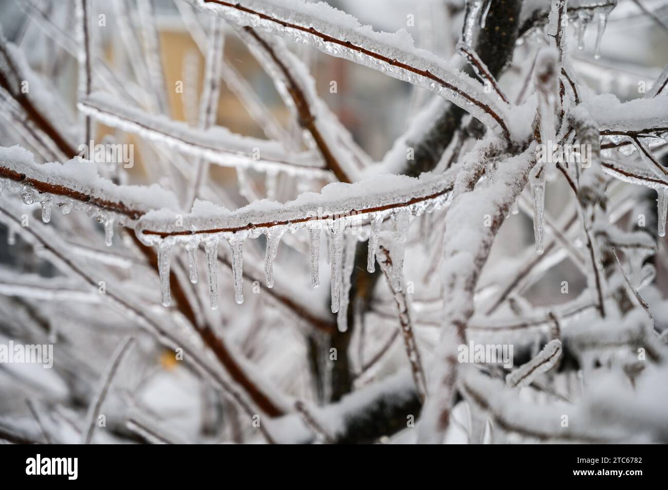 Branches covered with a crust of ice after icy rain. Natural disaster ...