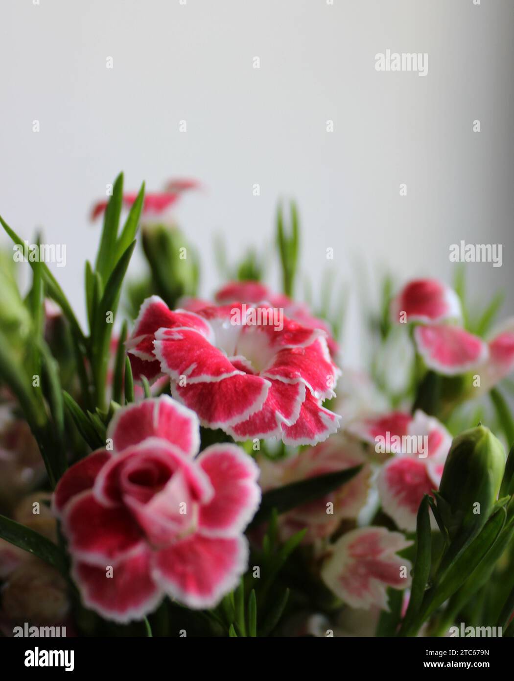 Bouquet Of Young Blooming Carnation Isolated On White Closeup Stock ...
