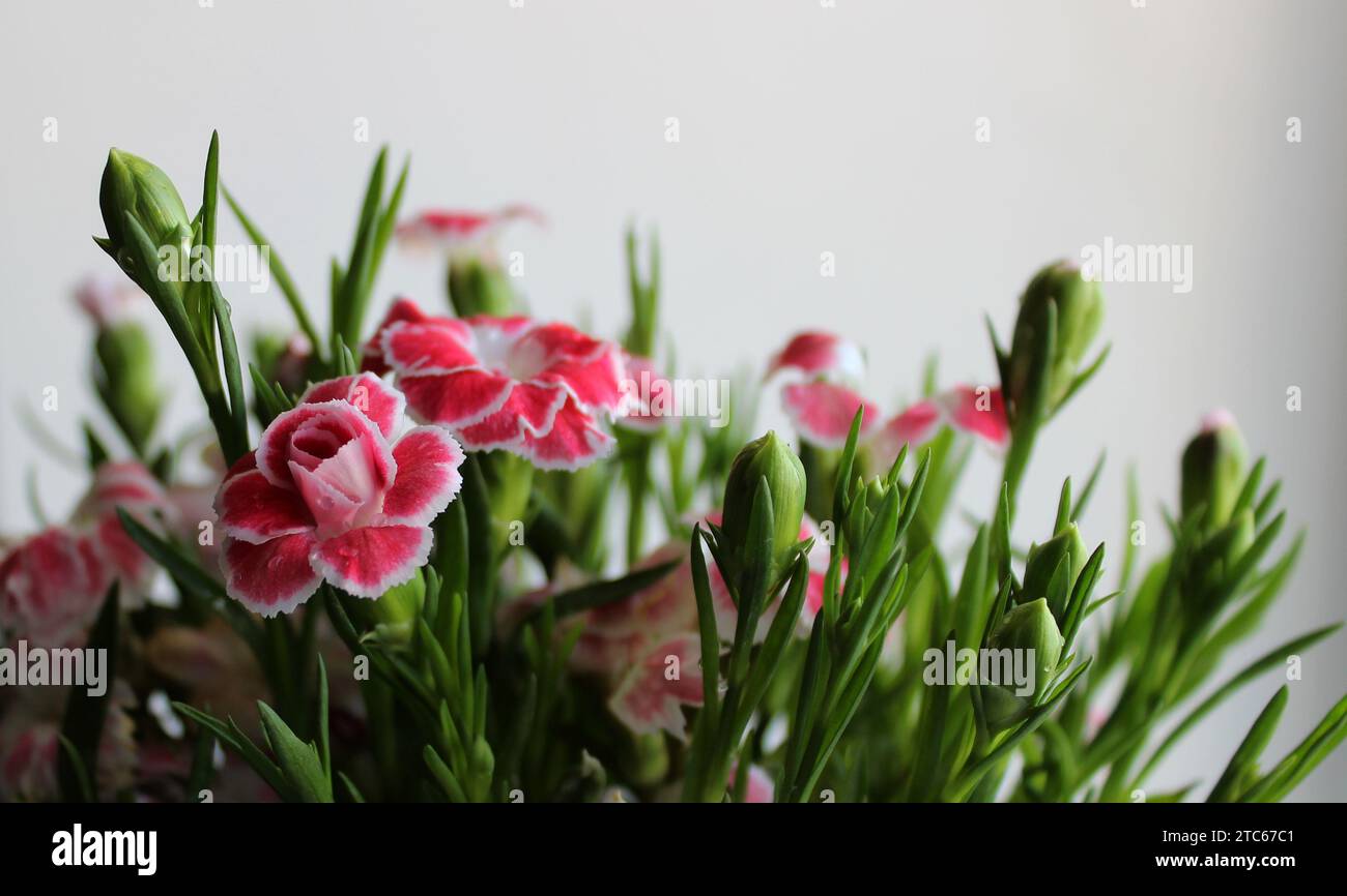 First buds on wild hi-res stock photography and images - Alamy