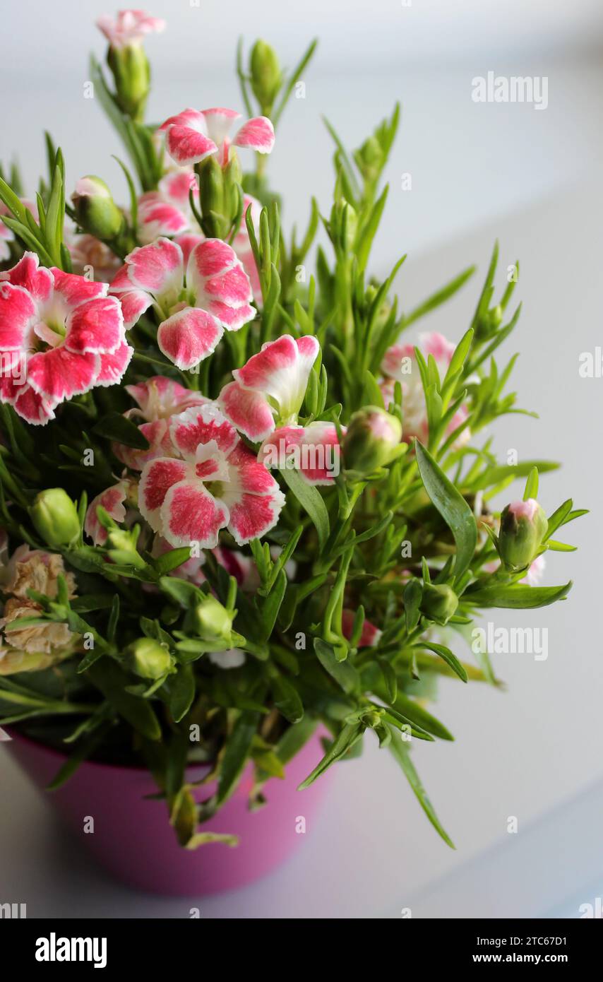 Floral arrangement pink carnations hi-res stock photography and images ...