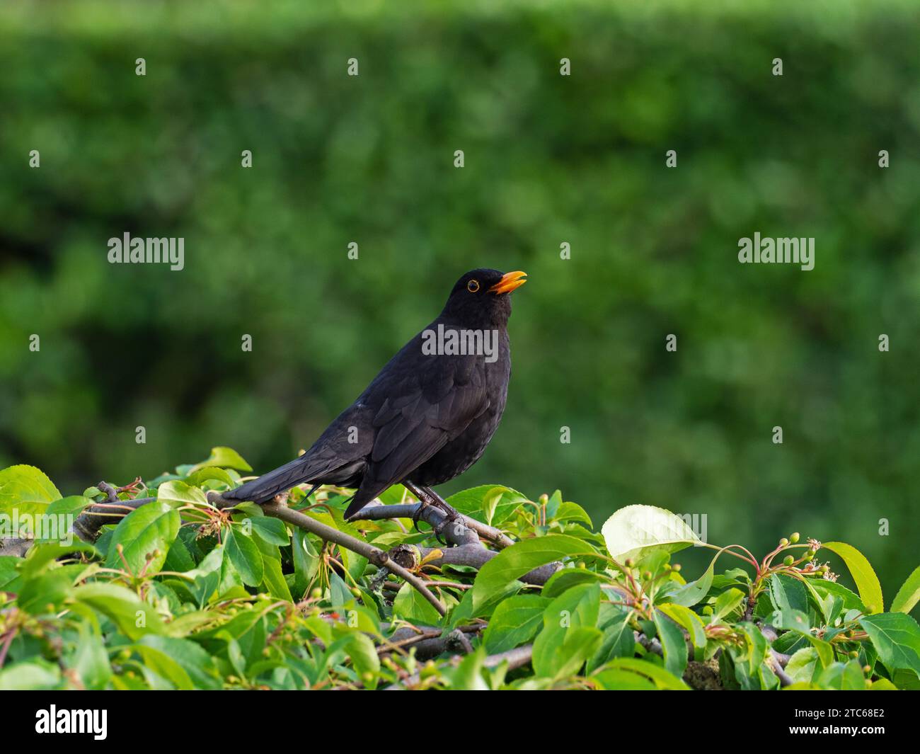 Common blackbird Turdus merula male singing from on top of a weeping ...