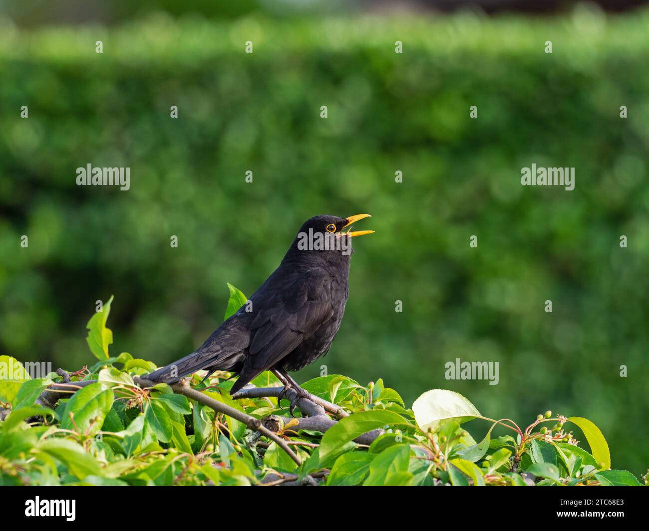 Common blackbird Turdus merula male singing from on top of a weeping ...