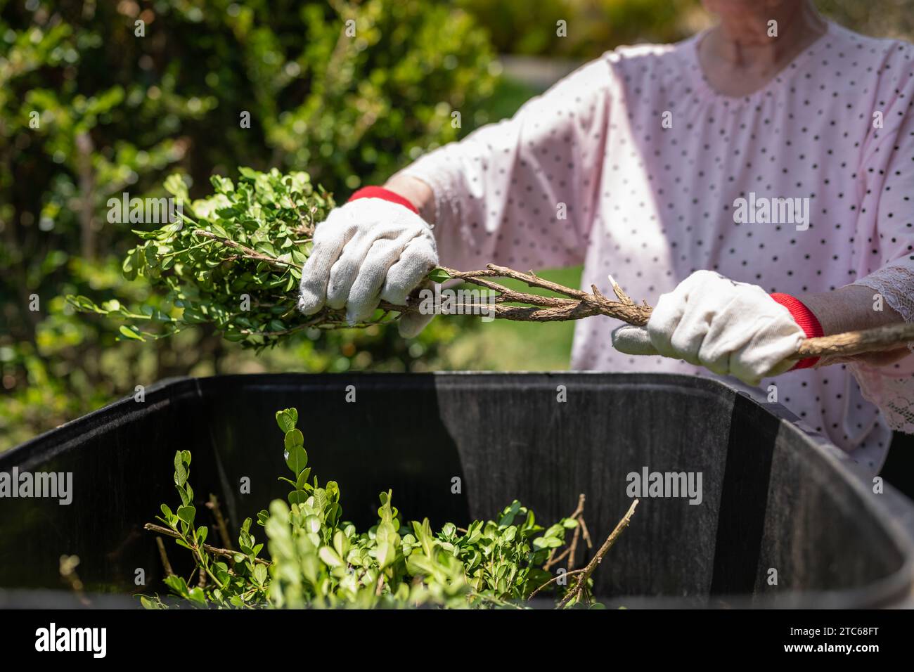 Elderly lady throwing green garden waste in bin. Spring garden cleaning ...