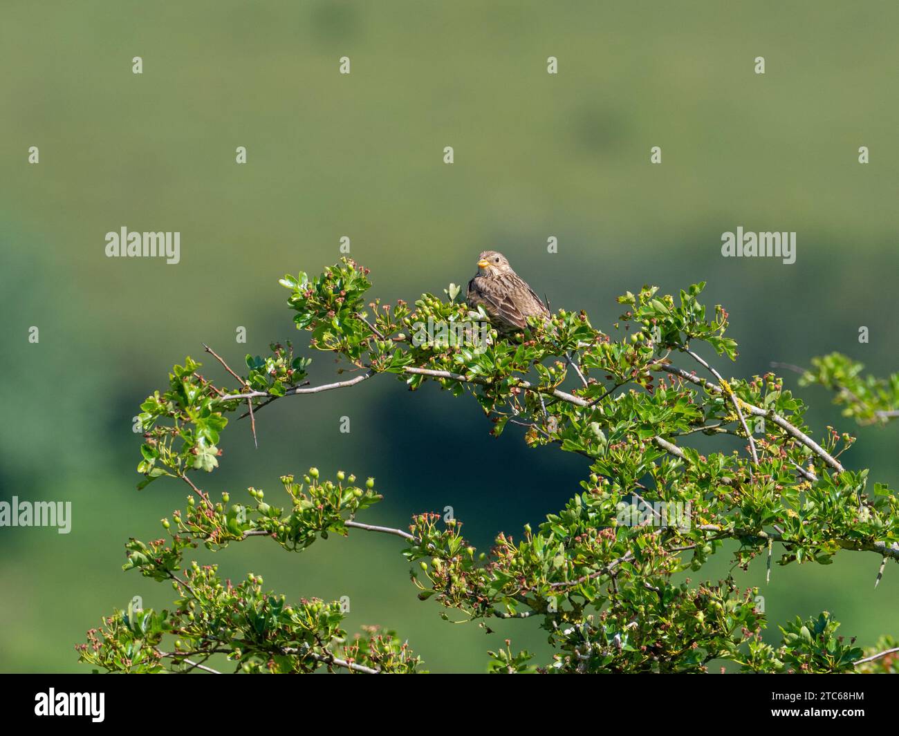 Corn bunting Milaria calandra perched on Hawthorn Crataegus monogyna ...
