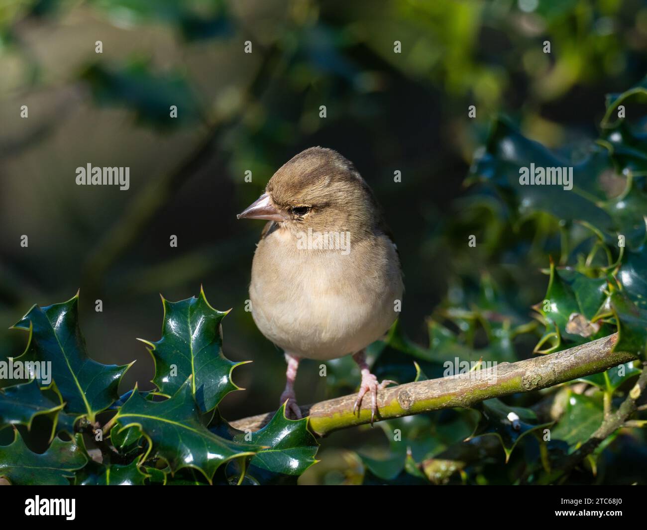 Common chaffinch Fringella coelebs female perched in Holly Ilex ...