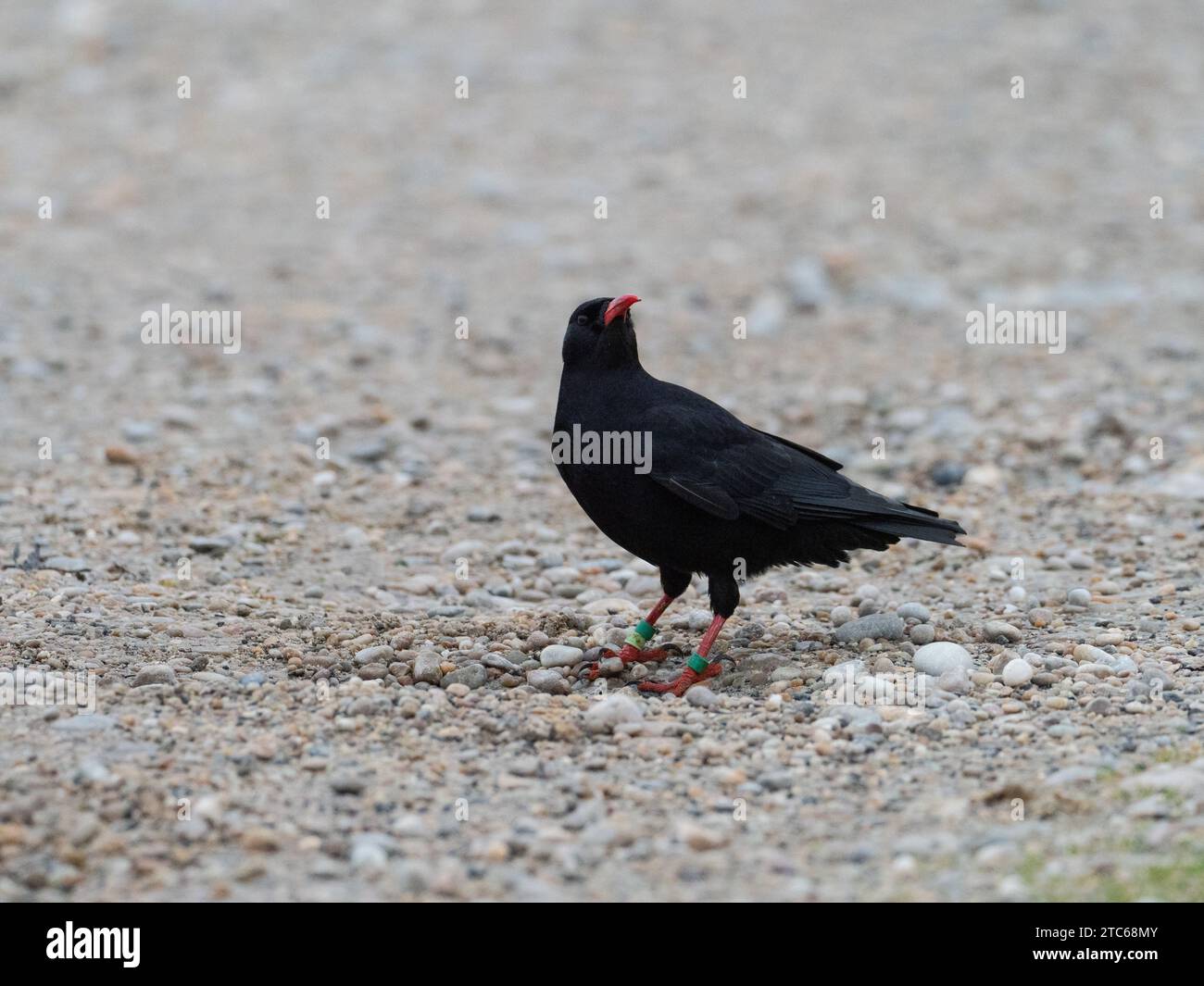 Red-billed chough Pyrrhocorax pyrrhocorax ringed individual on the ...