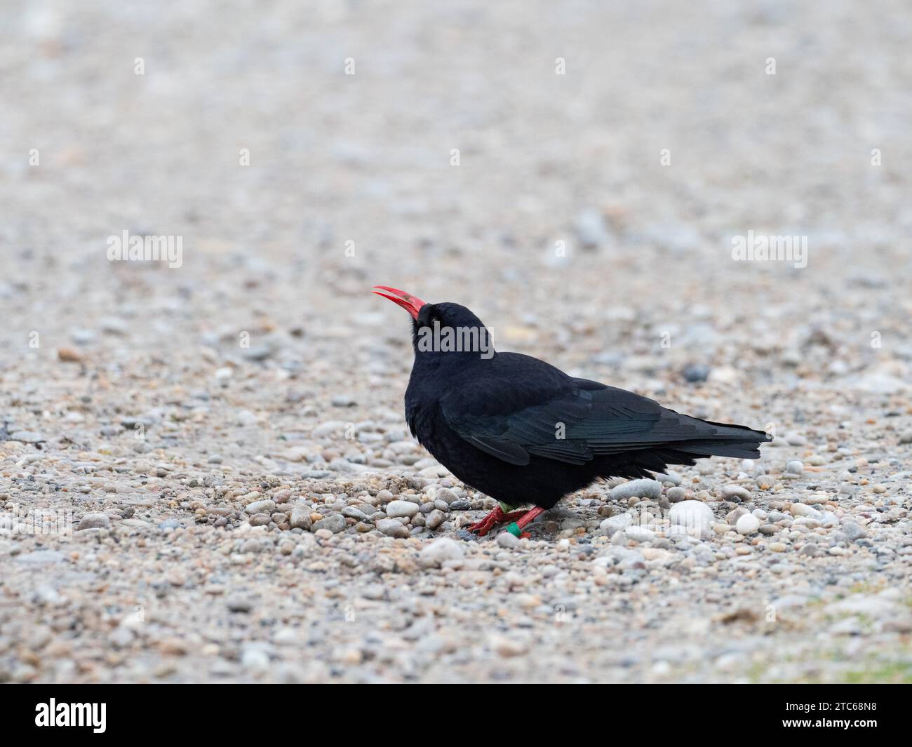 Red-billed chough Pyrrhocorax pyrrhocorax ringed individual on the ...