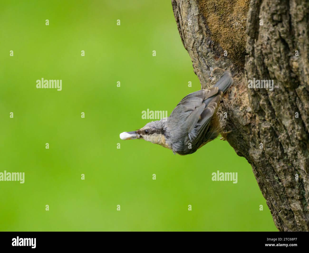 A Eurasian Nuthatch sitting on a tree in front of nest, cloudy morning ...