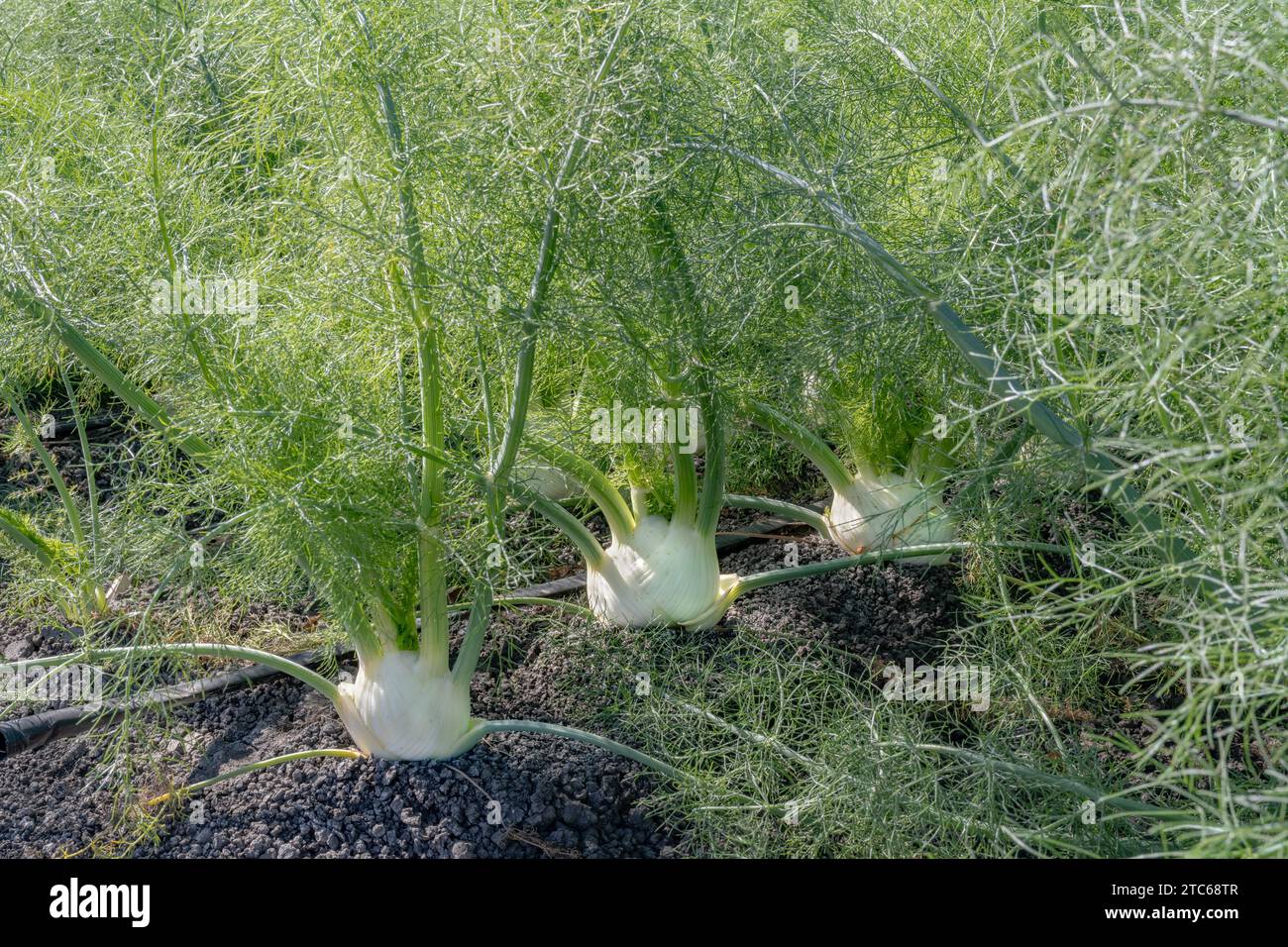 Fennel in the field ready to harvest in October, Salinas Valley ...