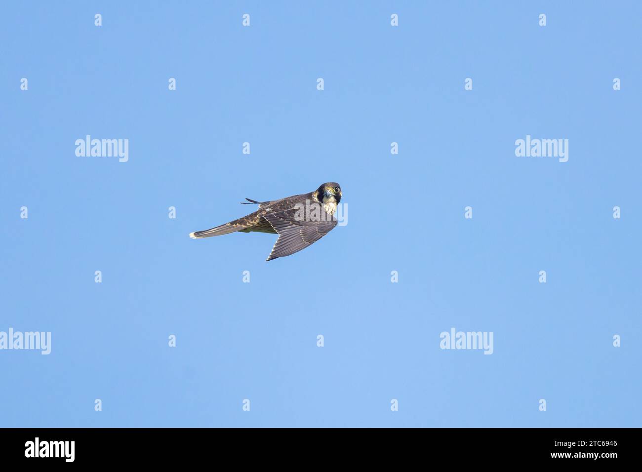 Falco peregrinus france hi-res stock photography and images - Alamy