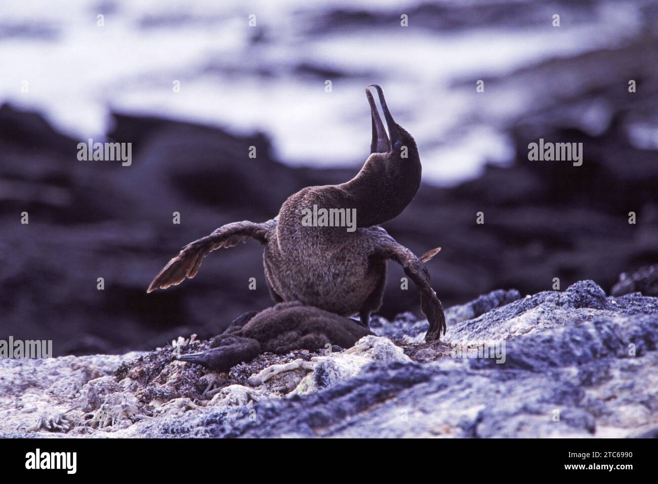 Flightless cormorant Nannopterum harrisi wing-drying, Galapagos ...