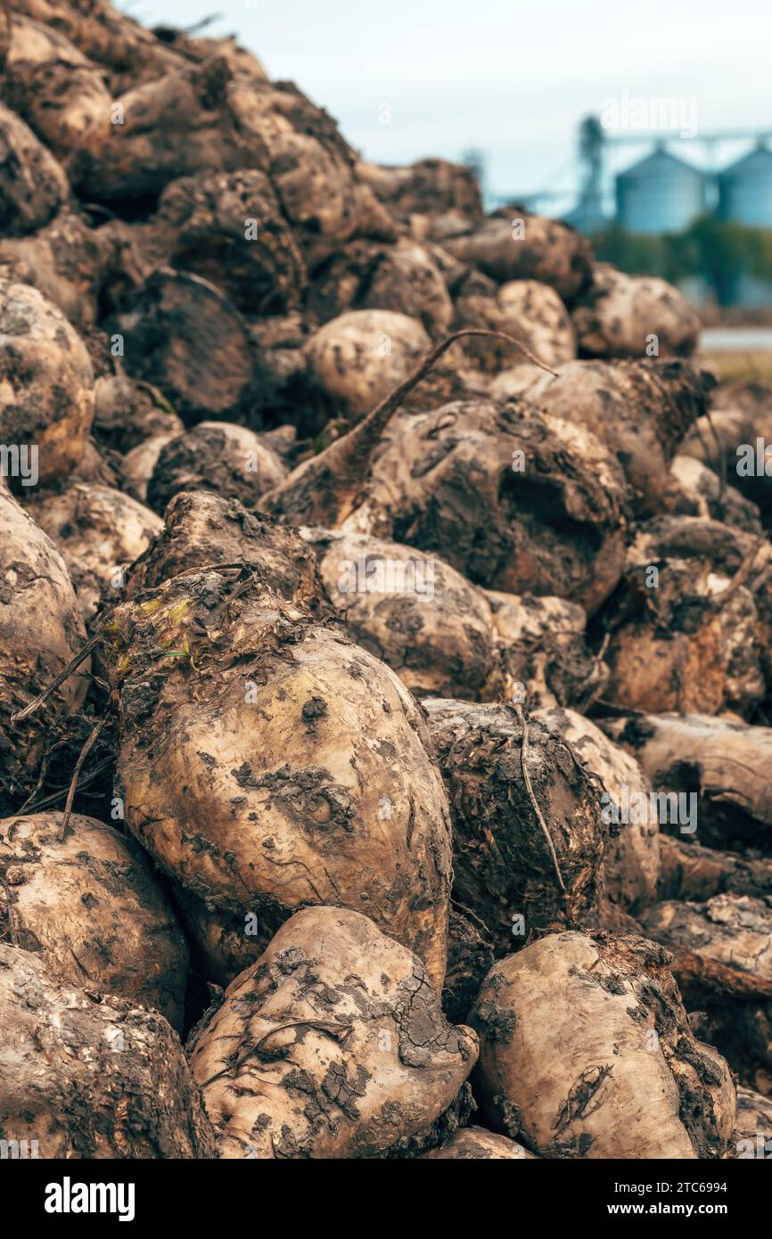 Beet pile hi-res stock photography and images - Alamy