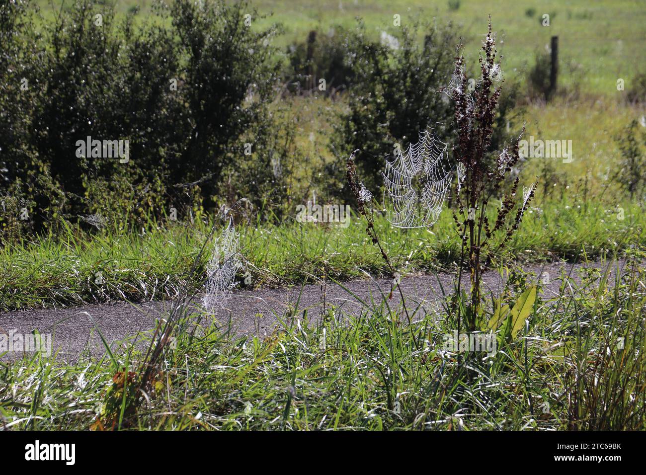 An open landscape with tall trees, wild grasses, and a road in the ...