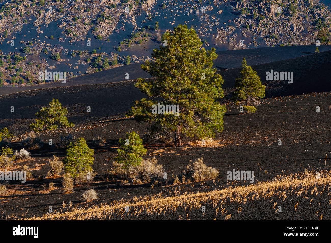 The pine trees in a valley. Sunset Crater, Arizona, USA Stock Photo - Alamy