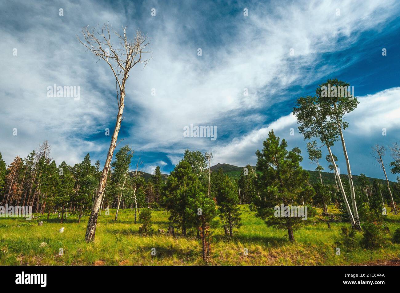 A grassy field with green trees. Government Prairie, Arizona Stock ...