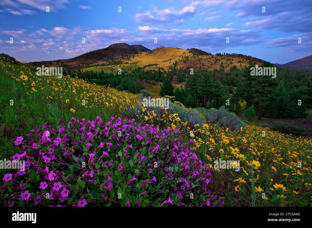 A grassy hillside covered in a vibrant array of wildflowers. O'Leary ...