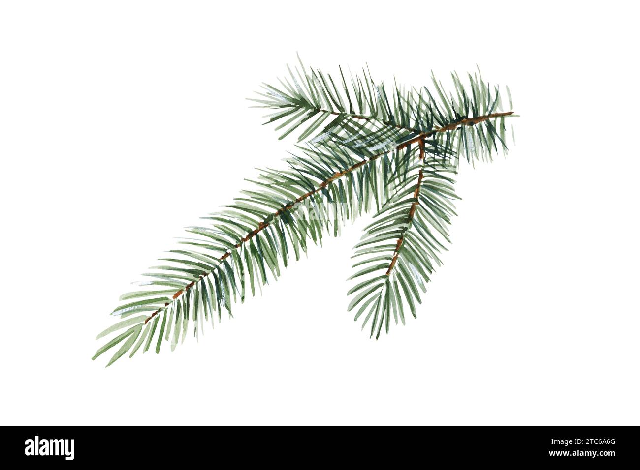 watercolor coniferous branches, Christmas tree, hand drawn sketch of green fir branches, natural ...