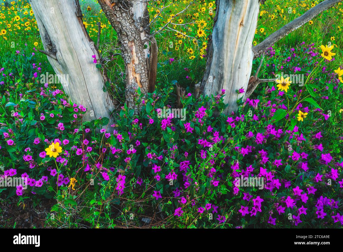 Arizona wild flowers hi-res stock photography and images - Alamy