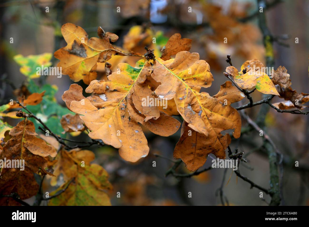 Abstract autumn oak twig with dry leves Stock Photo - Alamy