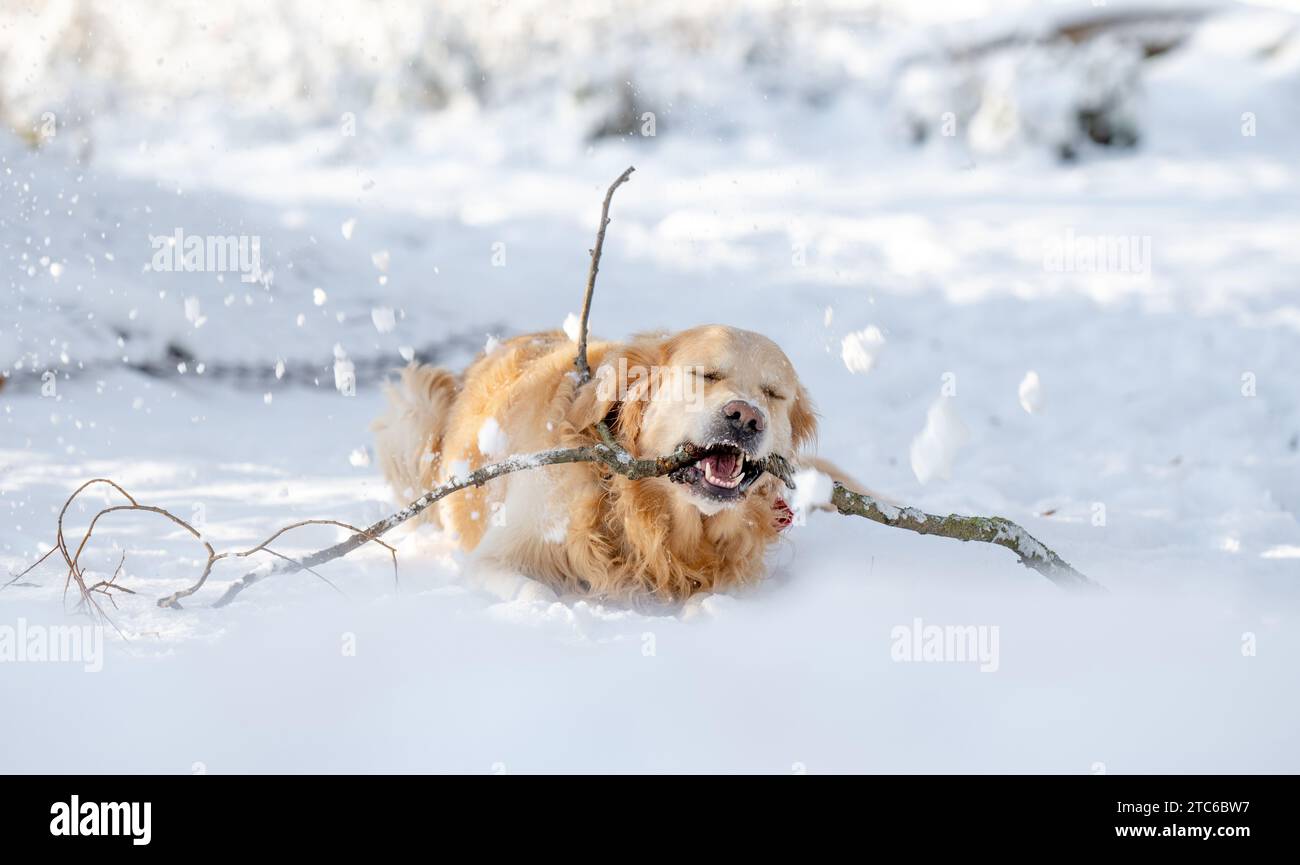 Golden Retriever Dog Plays With Stick In Winter Forest, Enjoying Snowy ...