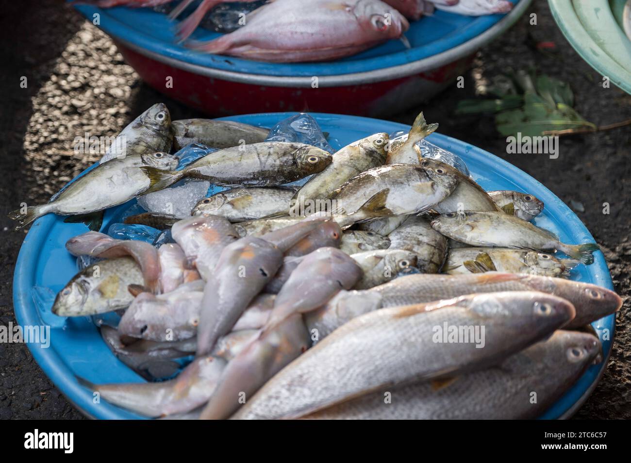 Healthy plate small fish hi-res stock photography and images - Alamy