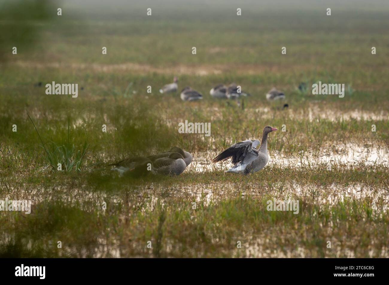 Greylag goose or Anser anser in open grass field full wingspan fine art ...