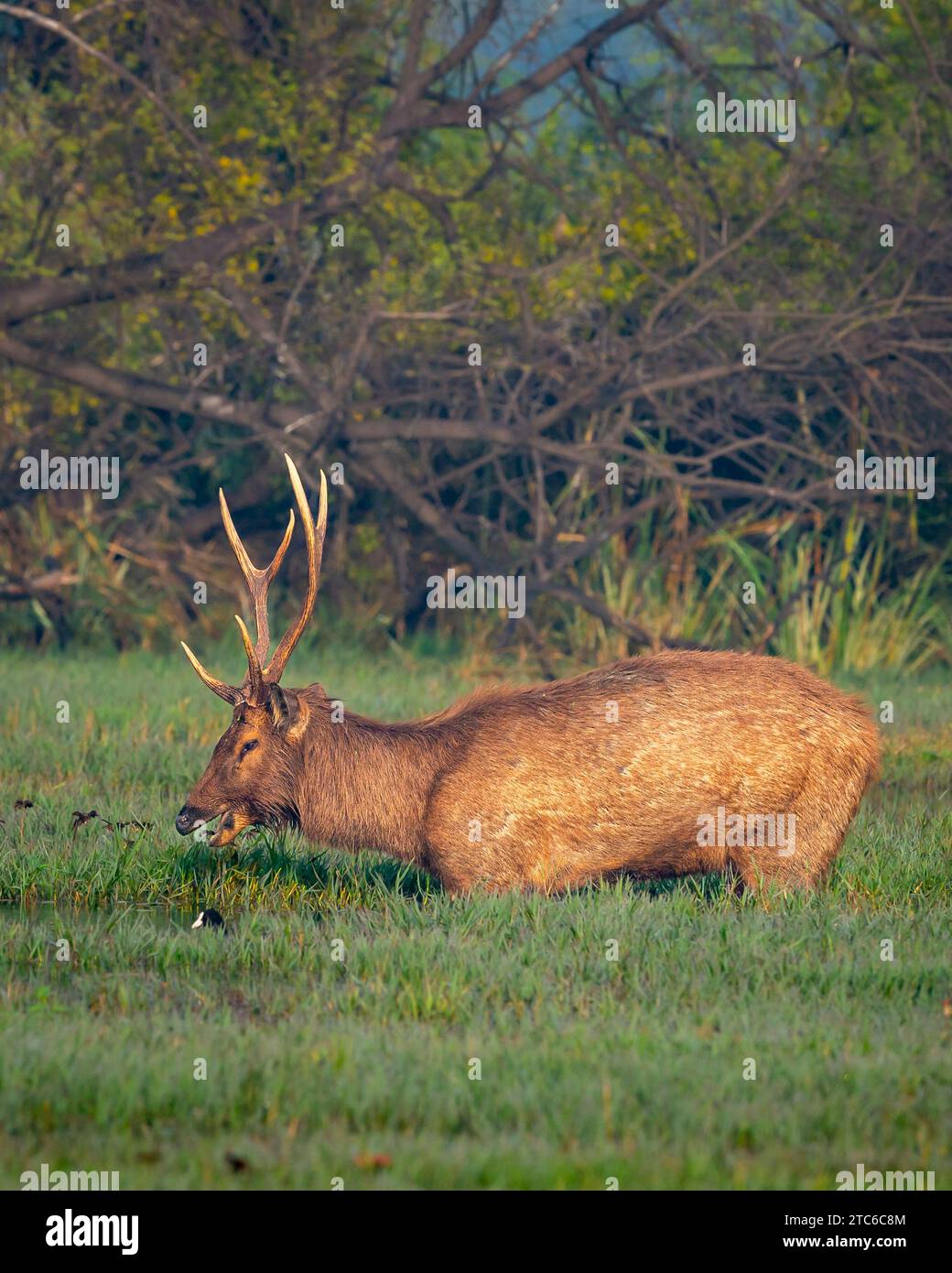 Sambar deer bharatpur bird sanctuary hi-res stock photography and ...