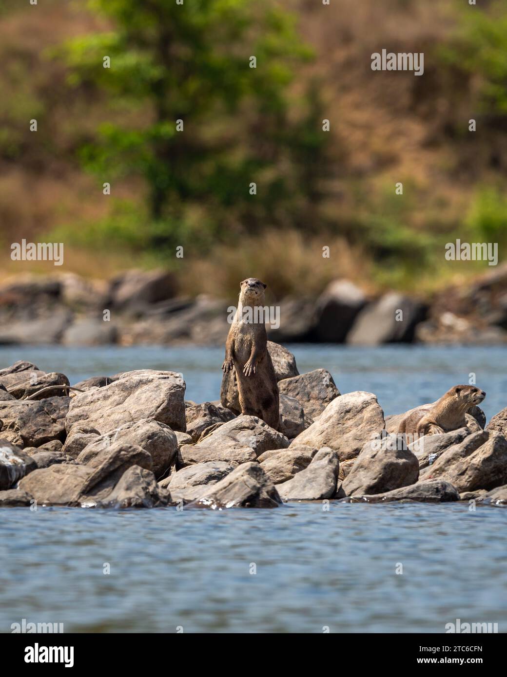Smooth coated otter or Lutrogale perspicillata standing behavior on two ...