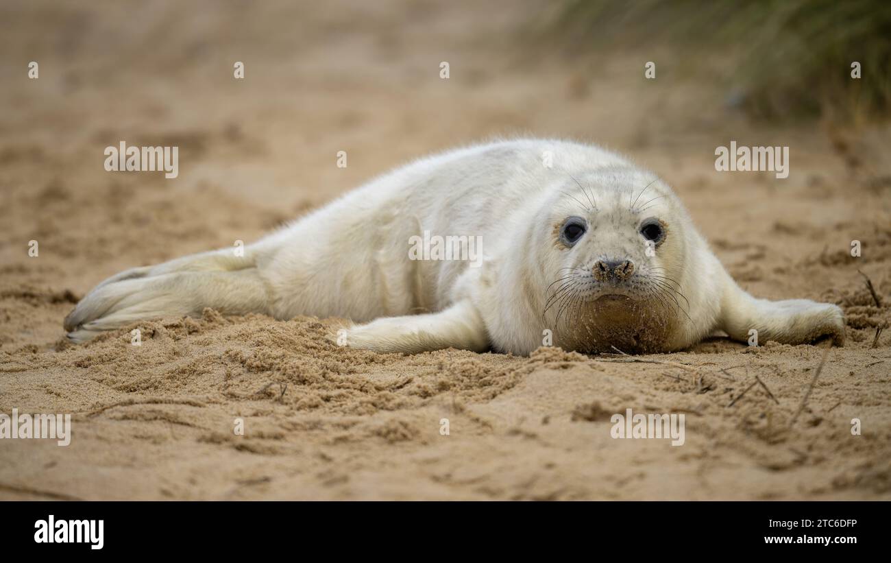 The baby seal poses for photographers NORFOLK COAST, ENGLAND ADORABLE IMAGES taken on December ...