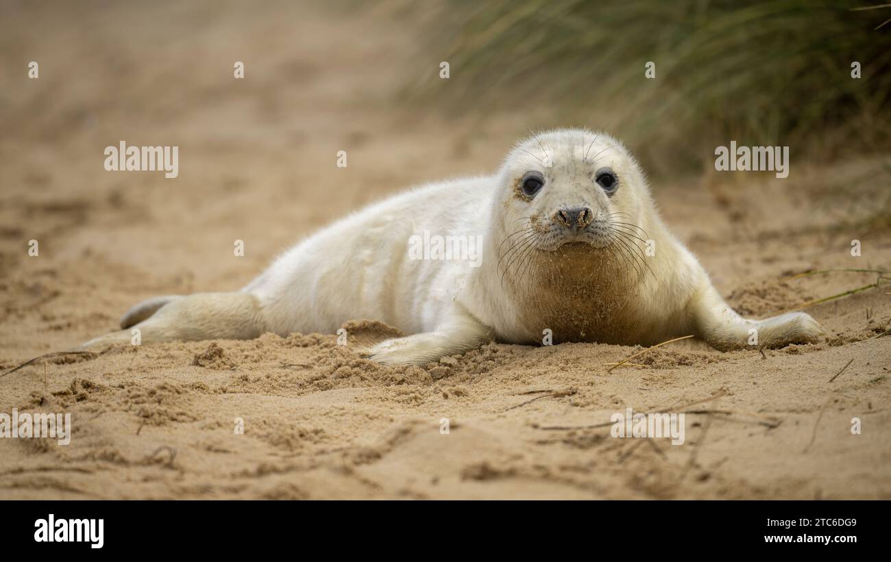 The baby seal strikes a perfect pose NORFOLK COAST, ENGLAND ADORABLE ...