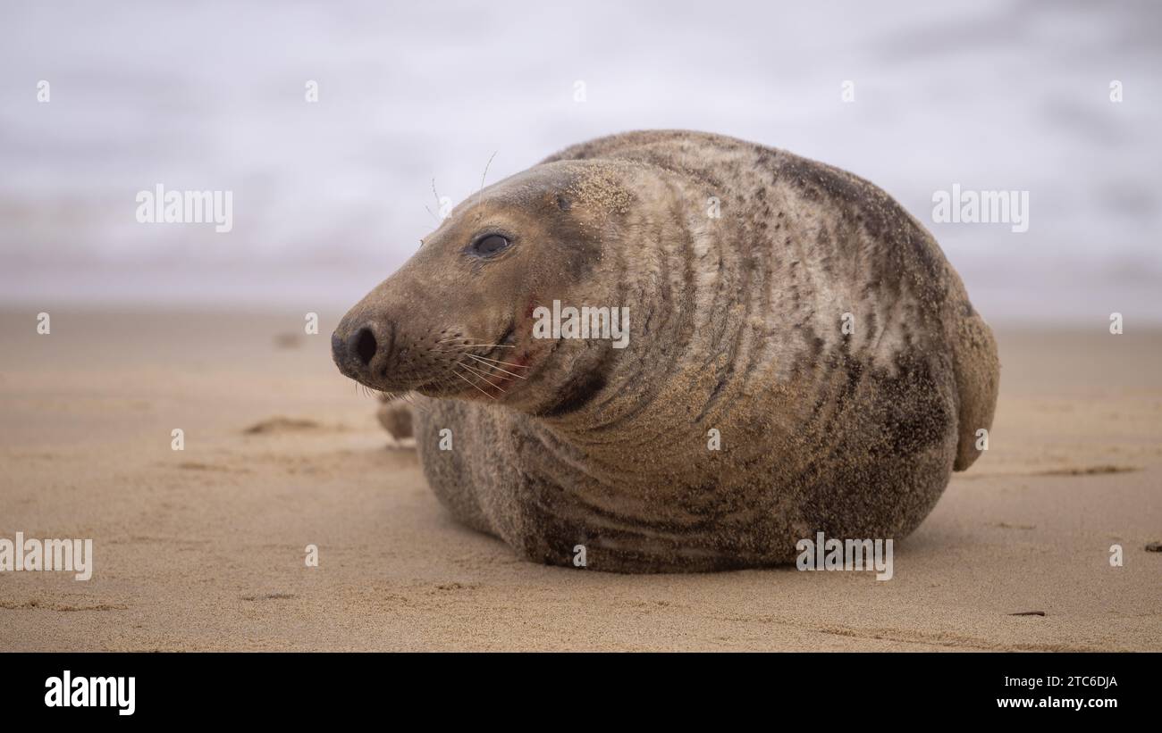 A large male bull seal NORFOLK COAST, ENGLAND ADORABLE IMAGES taken on ...