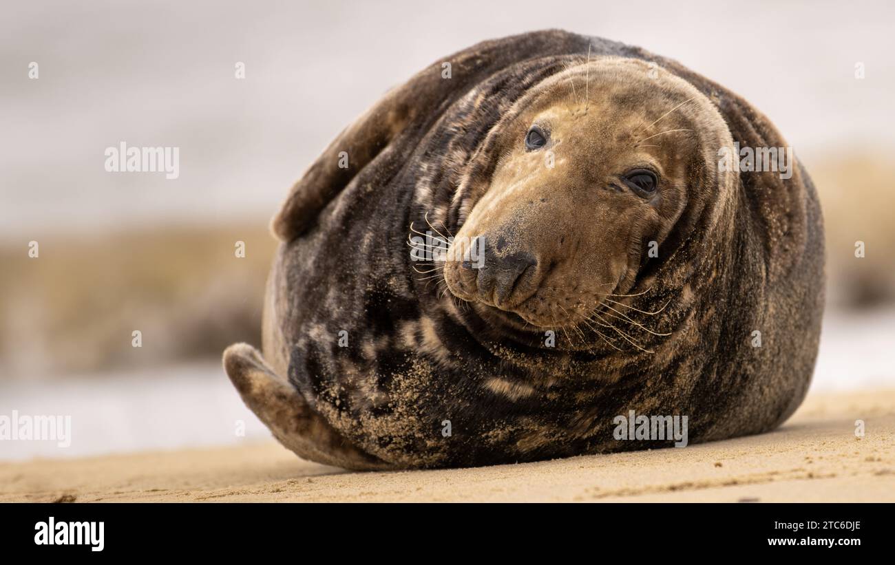 The adult seals also relax on the beach NORFOLK COAST, ENGLAND ADORABLE ...