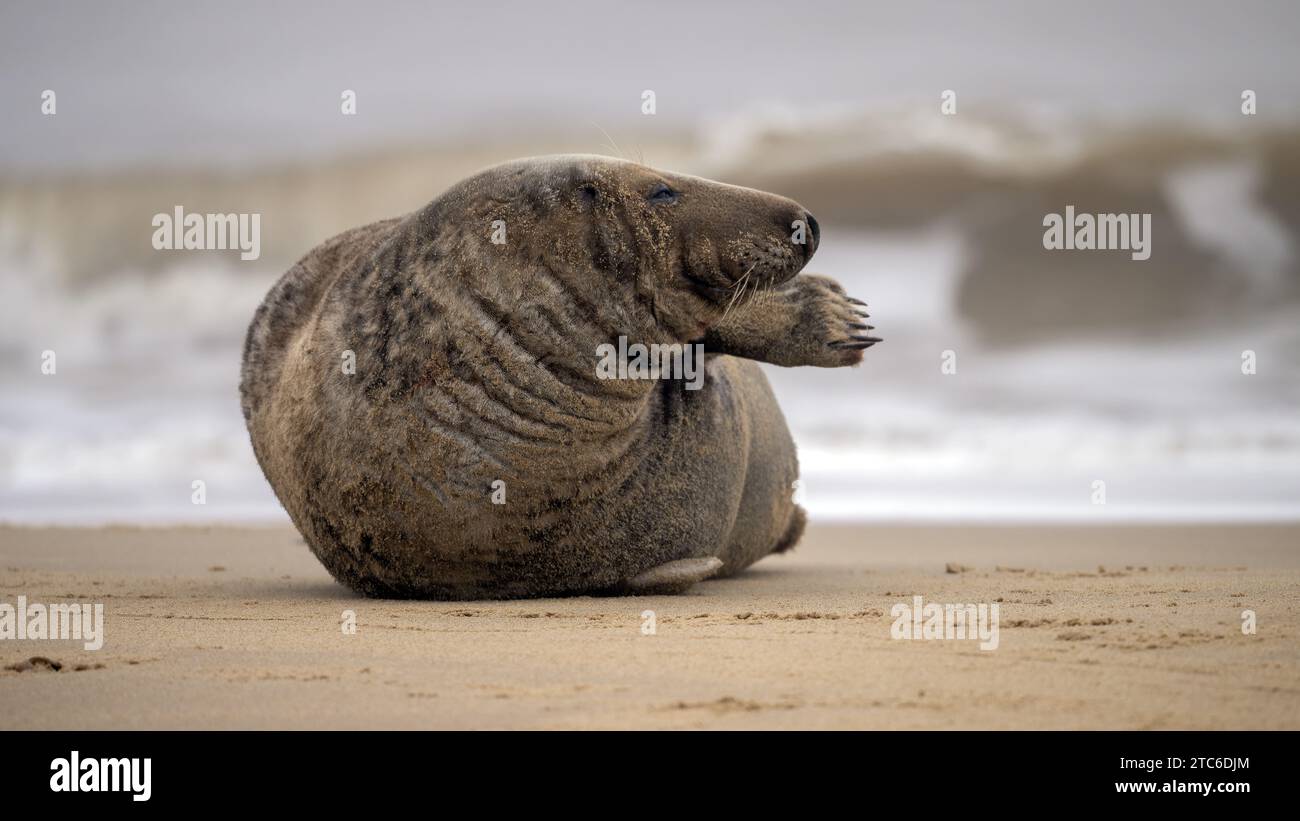 The male bull seals on the shore NORFOLK COAST, ENGLAND ADORABLE IMAGES ...