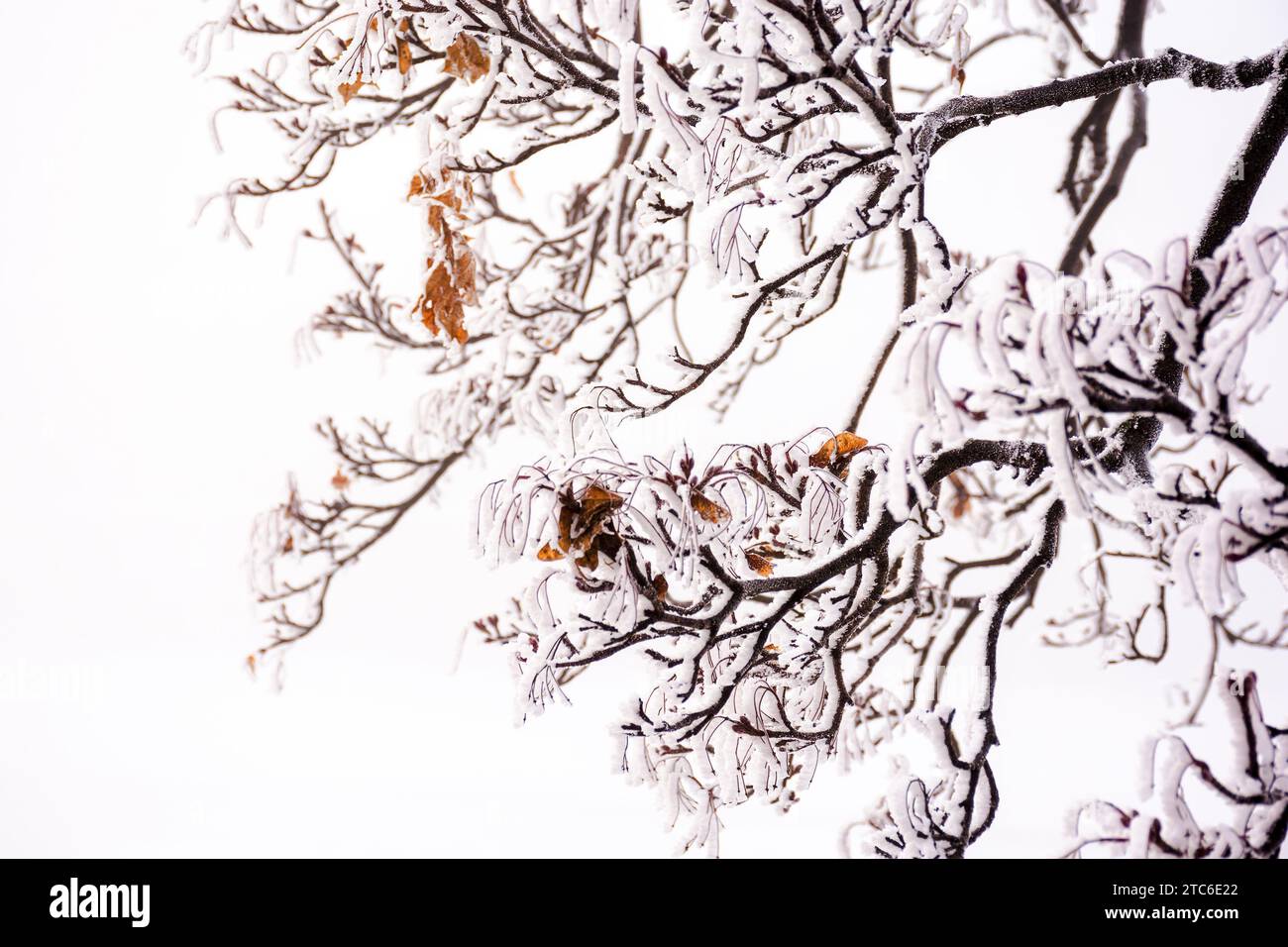 ice frozen branch of a tree with last leaves. misty nature background ...