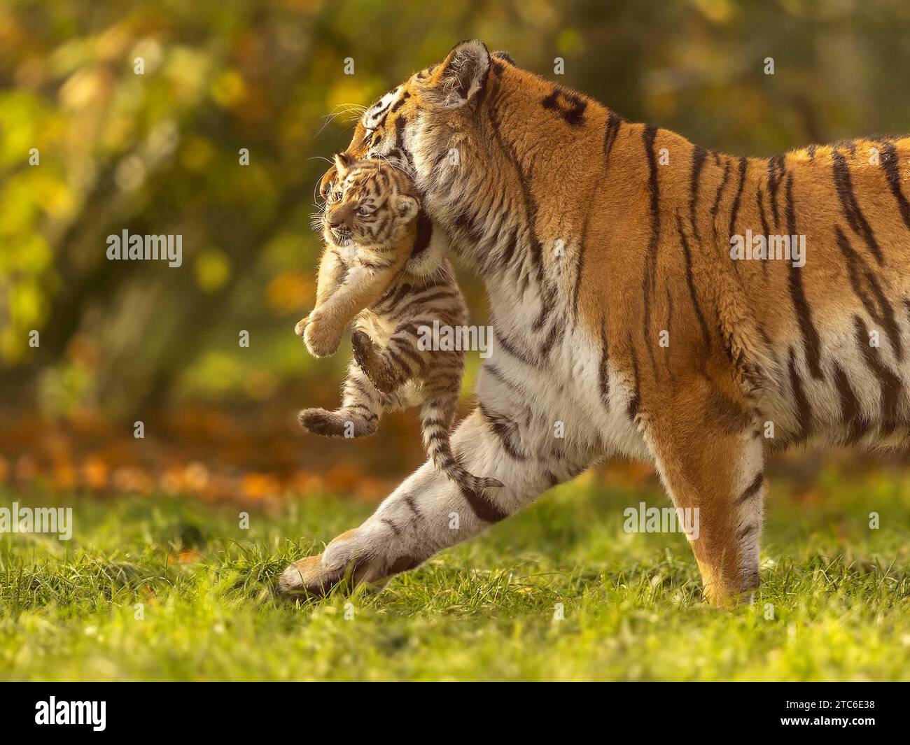 Mum carries baby cub in her mouth UK HEART-MELTING images of a Siberian ...