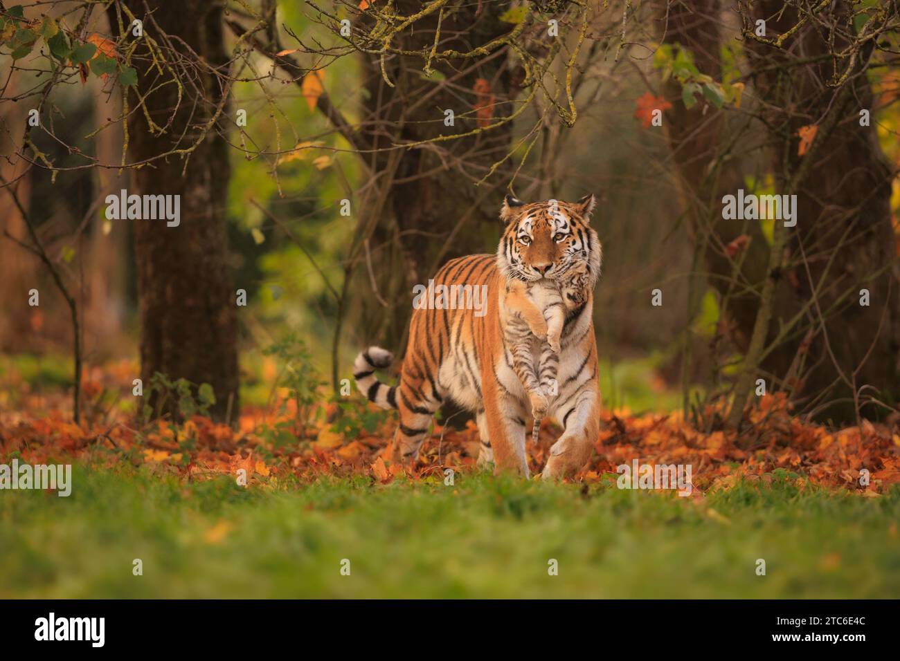Baby Amur Tigers with mum UK HEART-MELTING images of a Siberian tiger ...