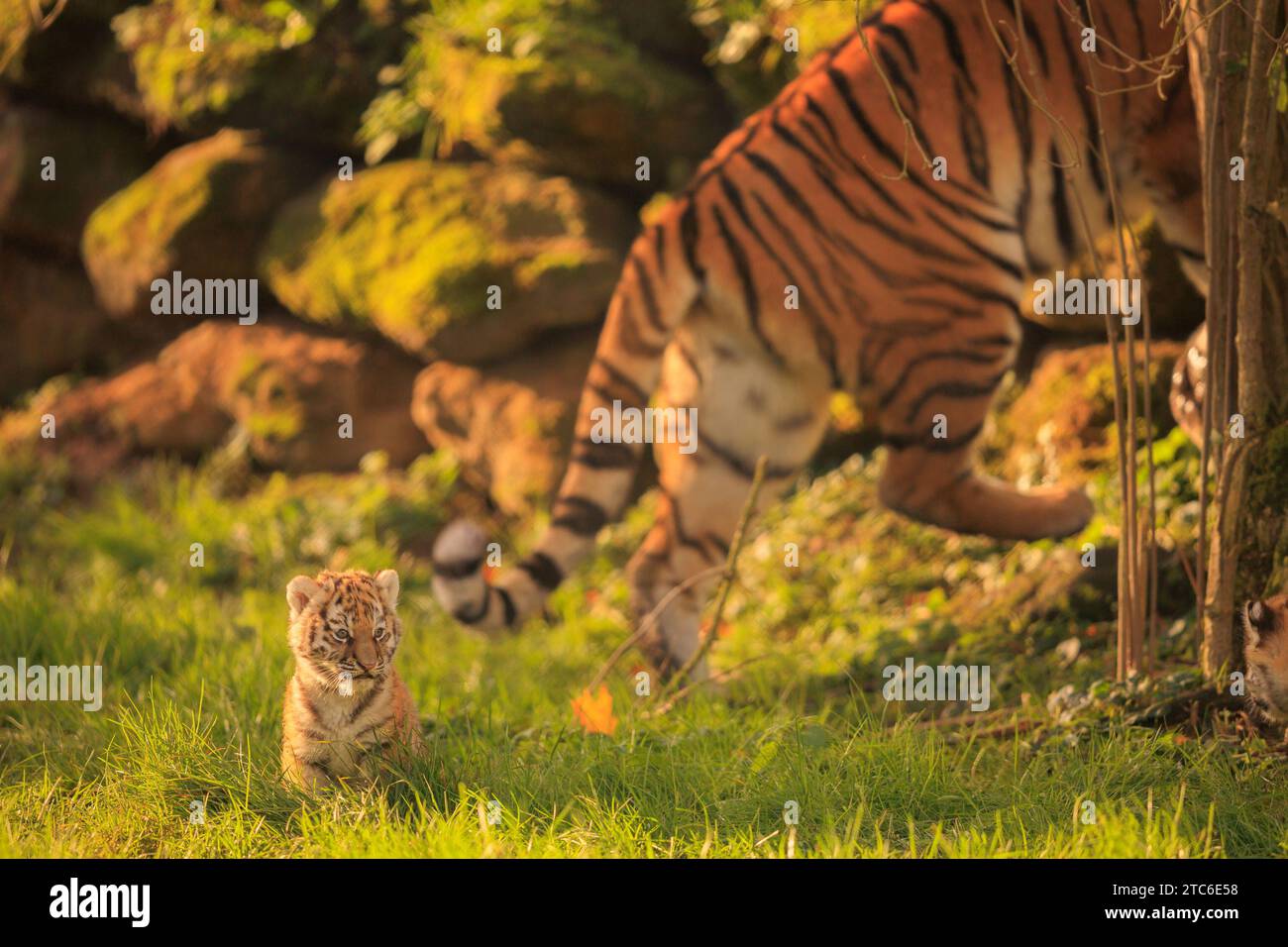 Looking for mum UK HEART-MELTING images of a Siberian tiger mum caring ...
