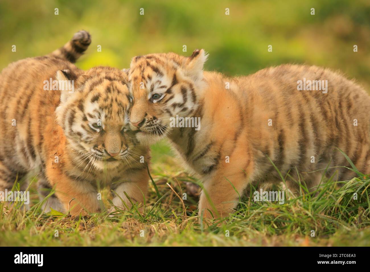 Sibling love UK HEART-MELTING images of a Siberian tiger mum caring for ...