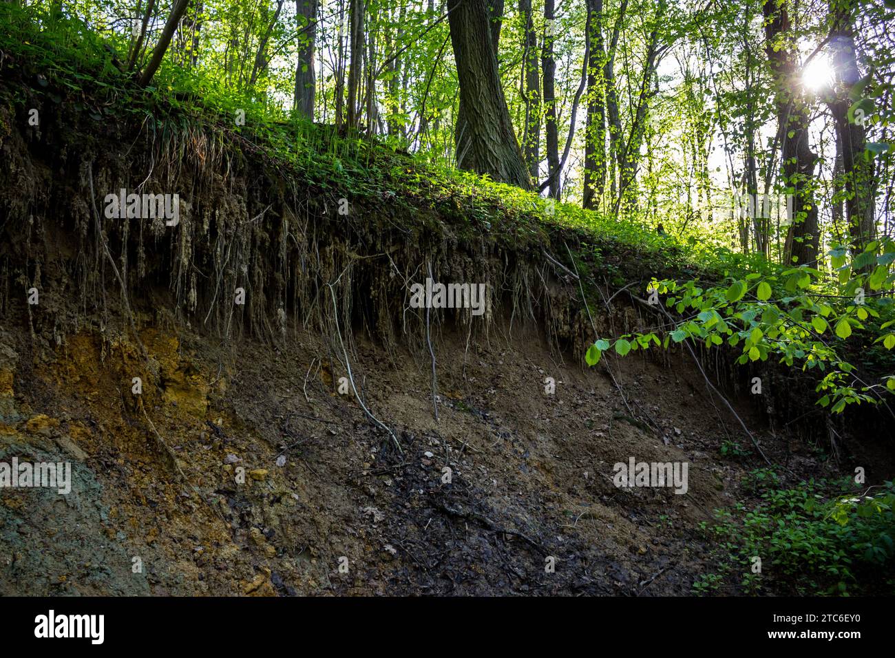 Root system landslide hi-res stock photography and images - Alamy