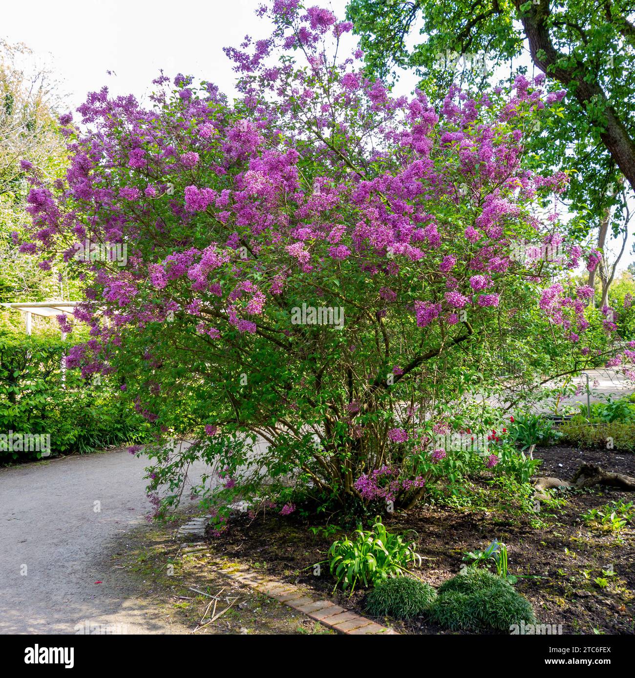 Close up of Lilac tree (Syringa vulgaris Stock Photo - Alamy
