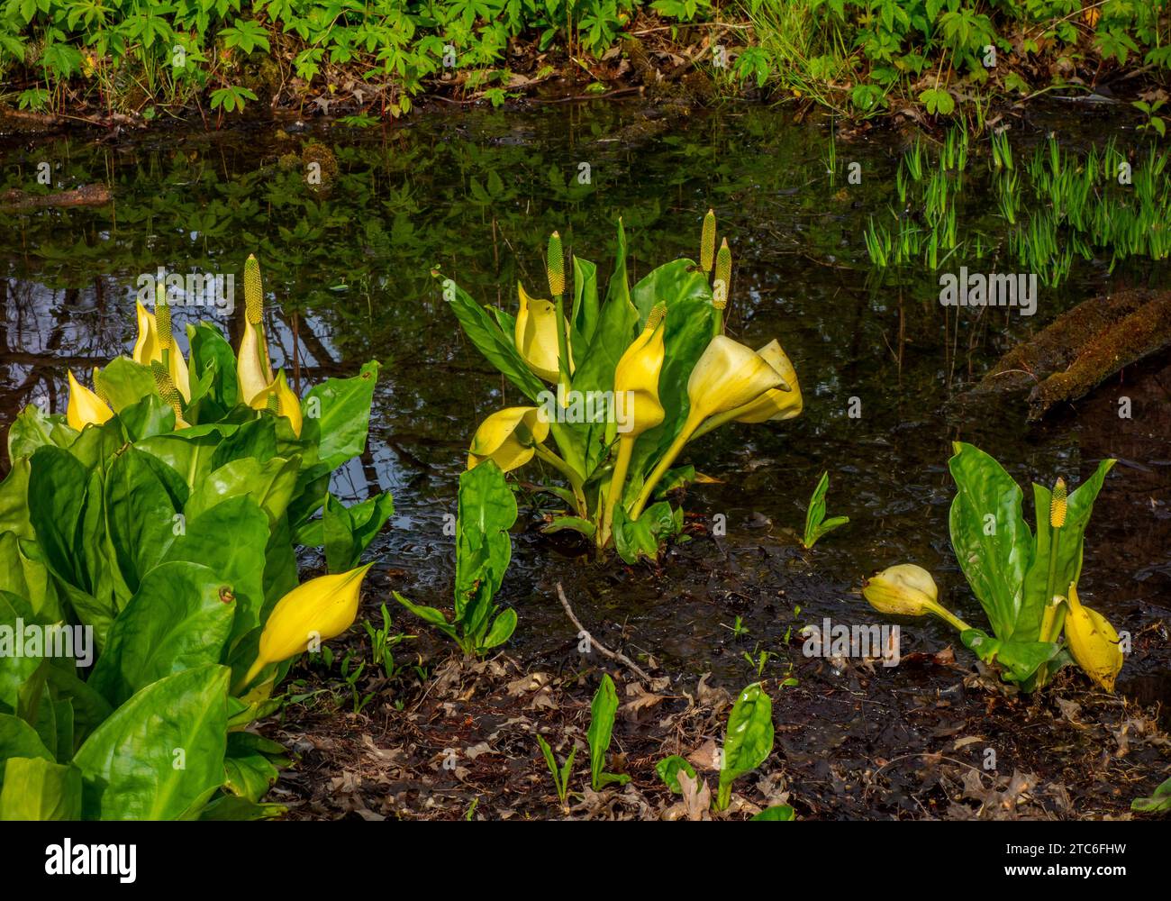 Swamp cabbage hi-res stock photography and images - Alamy