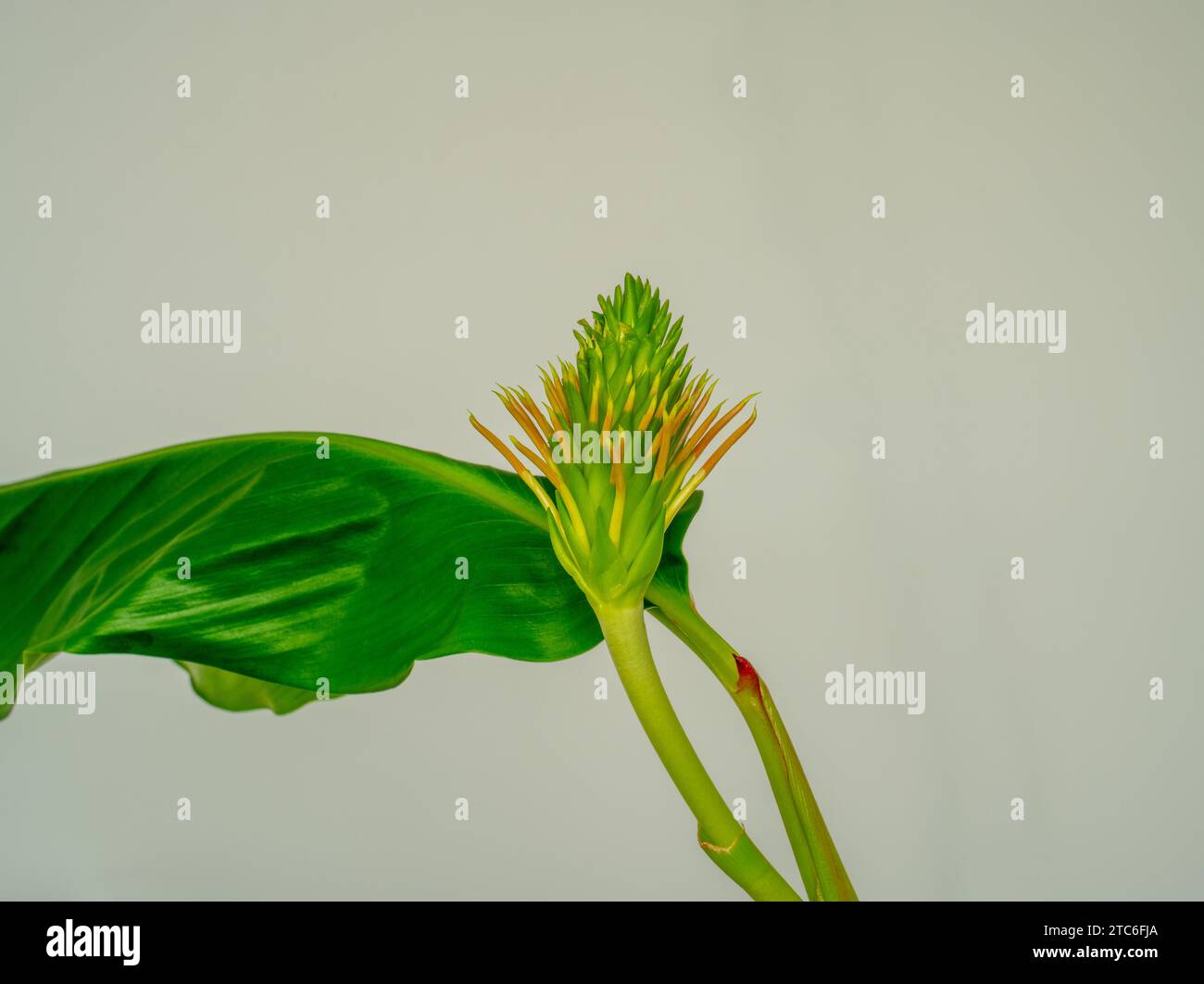 Flower bud of Himalayan Kahili ginger lily (hedychium Stock Photo - Alamy