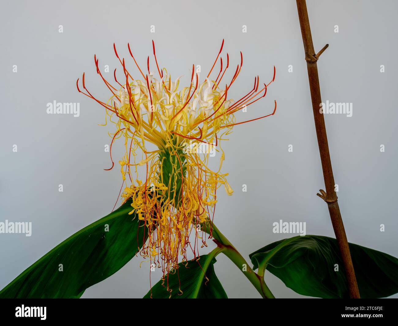 Flower of Himalayan Kahili ginger lily (hedychium Stock Photo - Alamy