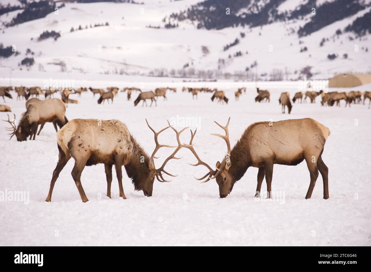 Two bull elk sparring with one another on the elk refuge near Jackson ...