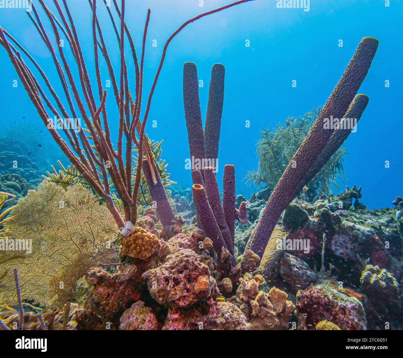 Caribbean coral reef, vase sponge, off the coast of the island of ...