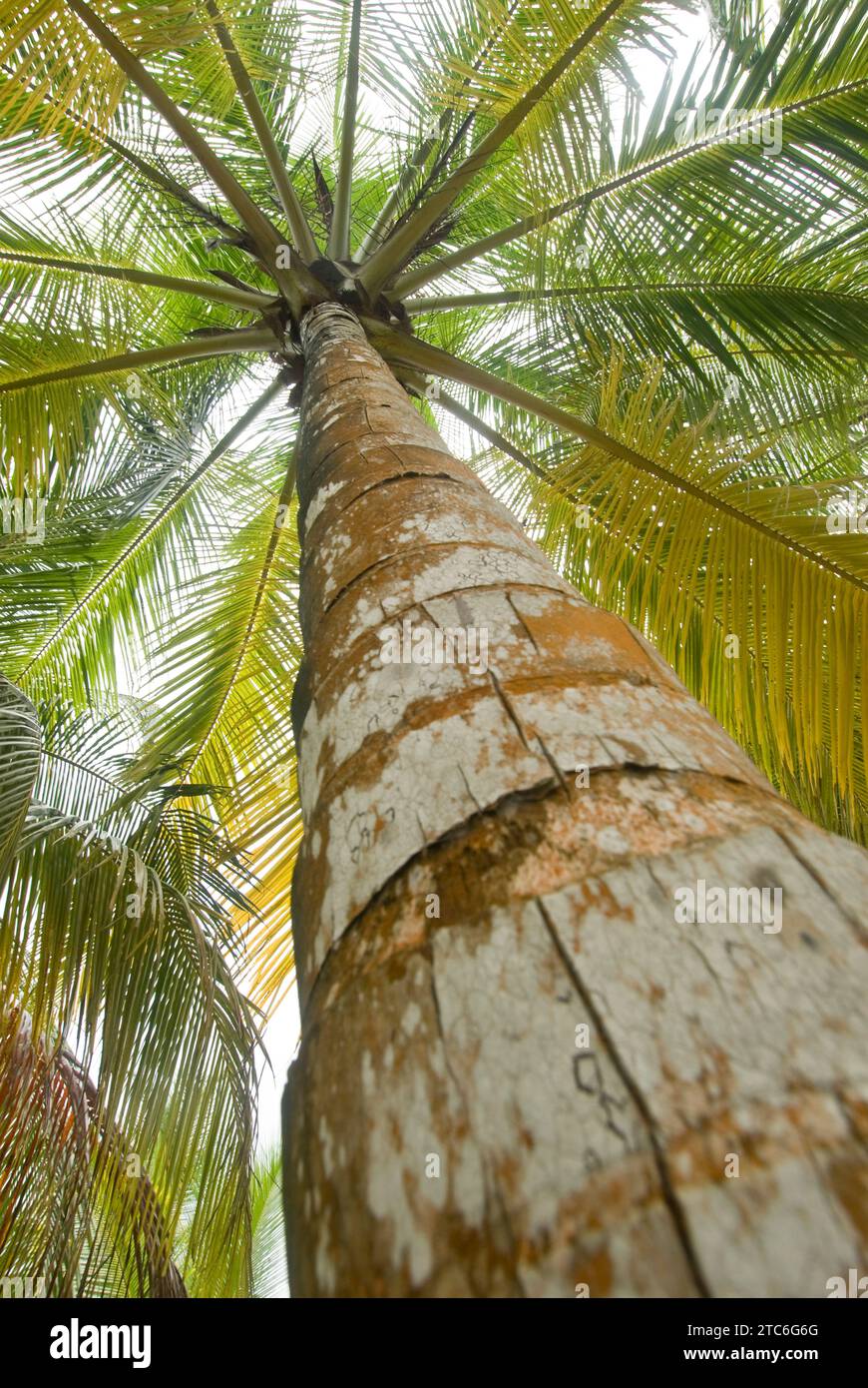 The view looking up a palm tree in the San Blas Islands, Panama Stock ...