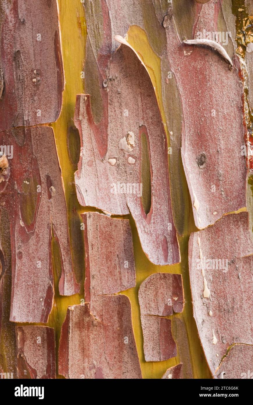 Bark on a tree in the desert in Sedona, Arizona Stock Photo - Alamy